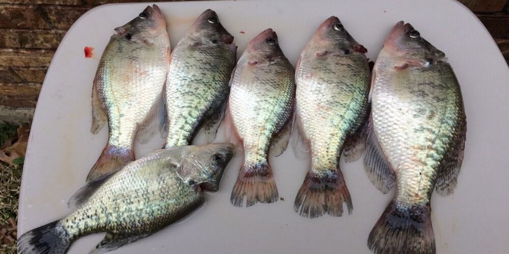How To Clean Crappies? [Easy & Quick Way]