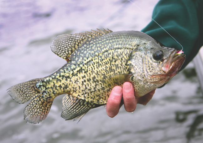 How To Clean Crappies? [Easy & Quick Way]